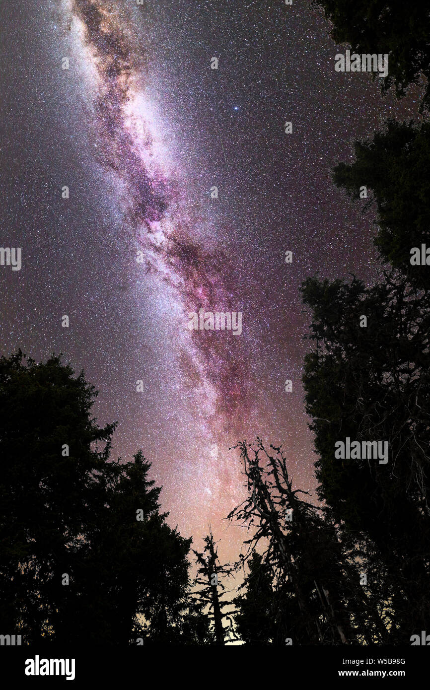 A view of a Meteor Shower and the purple Milky Way with pine trees ...