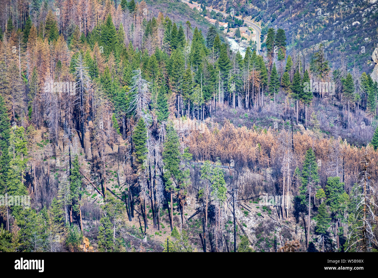 Fire damaged forest in Yosemite National Park, Sierra Nevada mountains ...