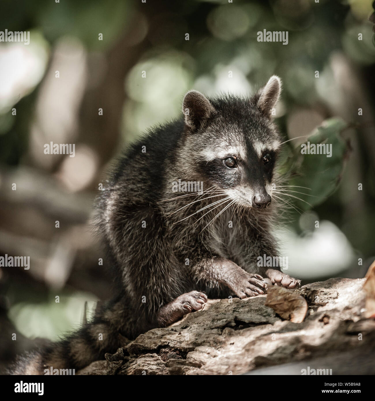 Portrait of a baby racoon in a park in Costa Rica Stock Photo - Alamy