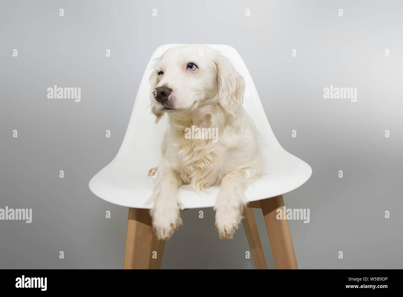 Dog puppy sitting on white scandinavian chair style against gray ...