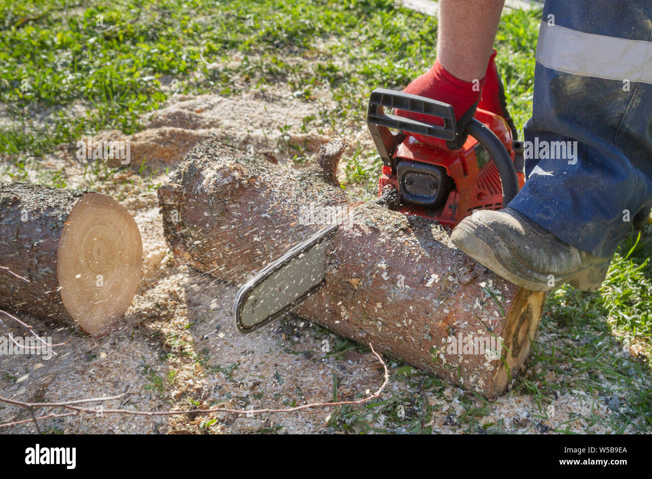 Cut the logs with a chainsaw to prepare firewood Stock Photo - Alamy