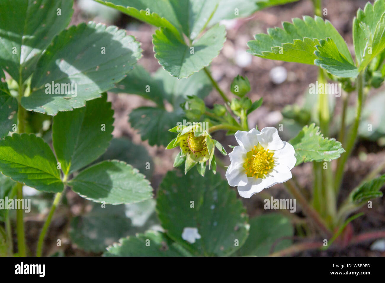 Strawberries bloom in the garden in early summer Stock Photo - Alamy