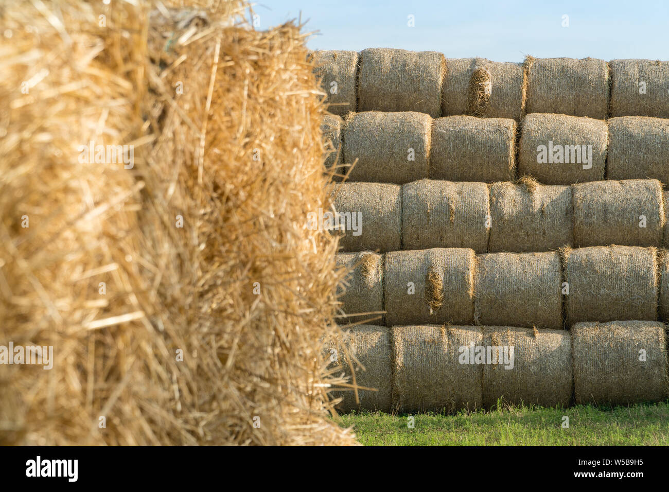 Hay barrels stacked in a field near animal farm. Agriculture production ...