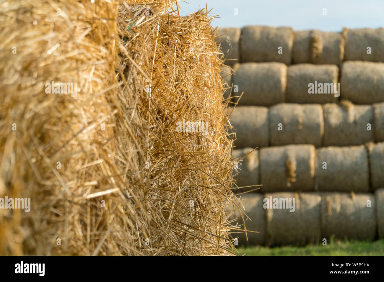 Animal farm agriculture hi-res stock photography and images - Alamy
