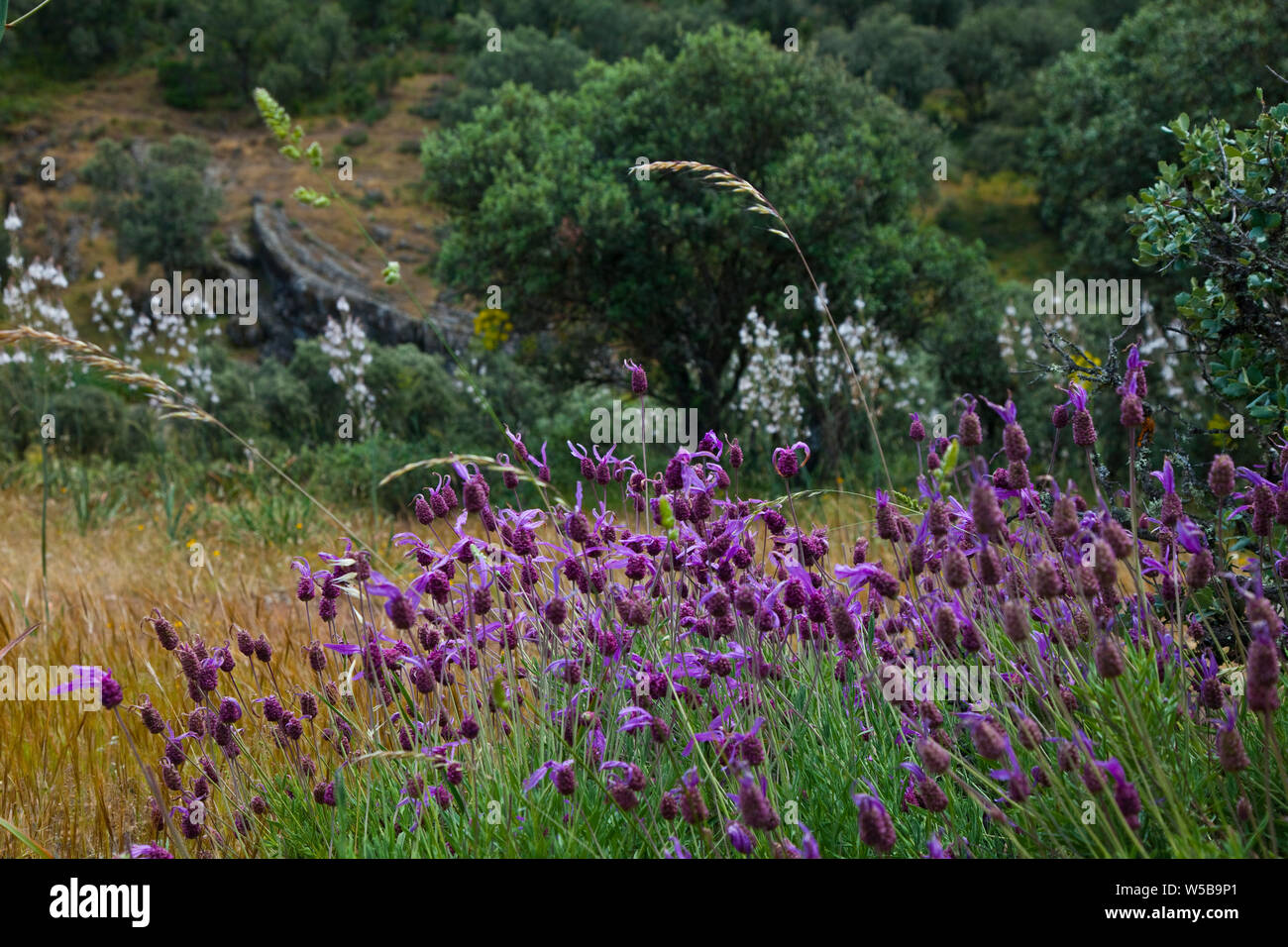Bosque Mediterráneo en primavera Stock Photo - Alamy