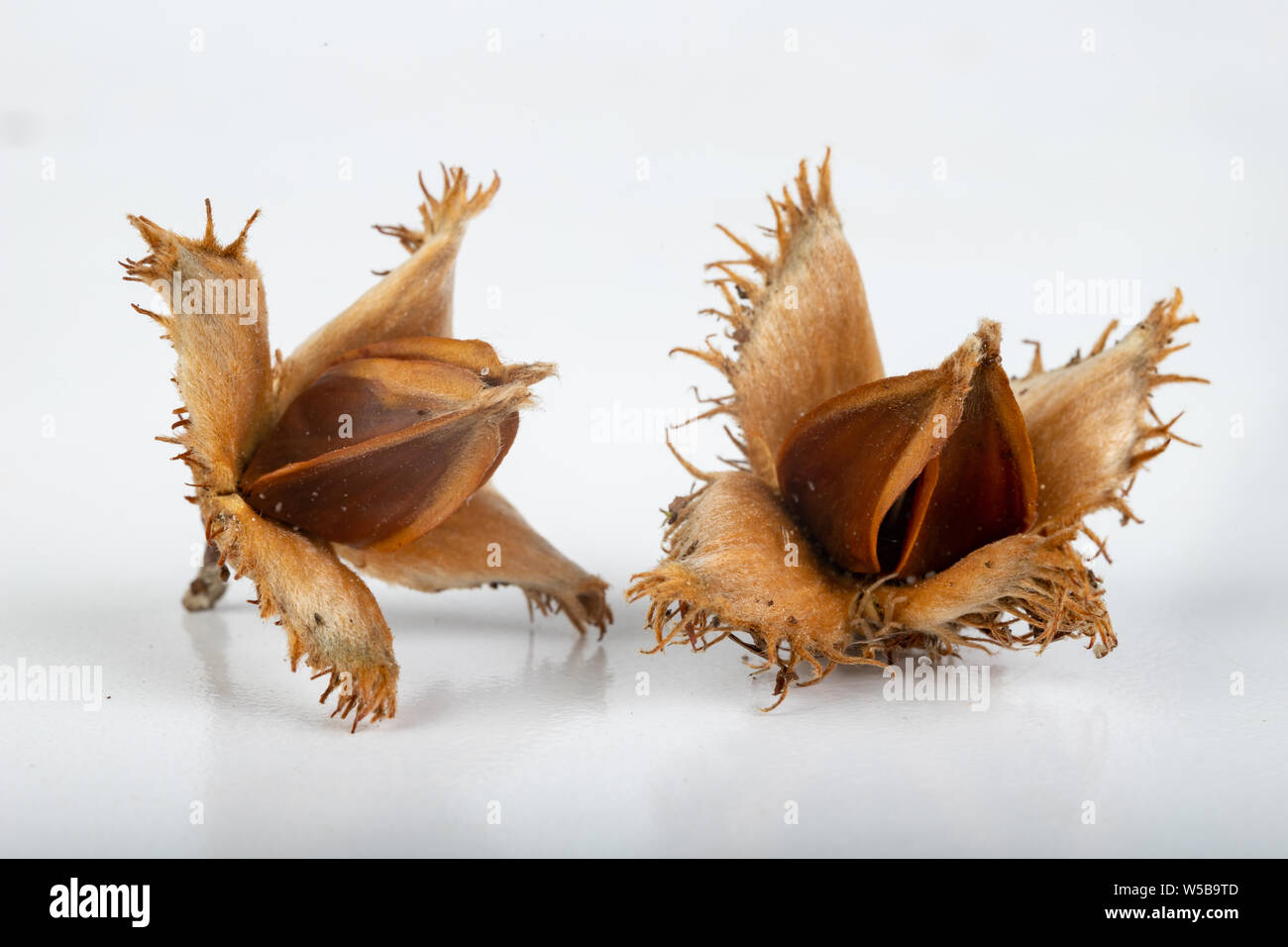 Beech tree fruit on a light table. Seeds of the deciduous tree. Light ...