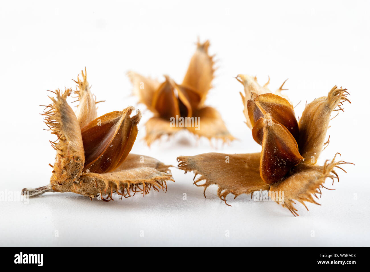 Beech tree fruit on a light table. Seeds of the deciduous tree. Light background Stock Photo - Alamy