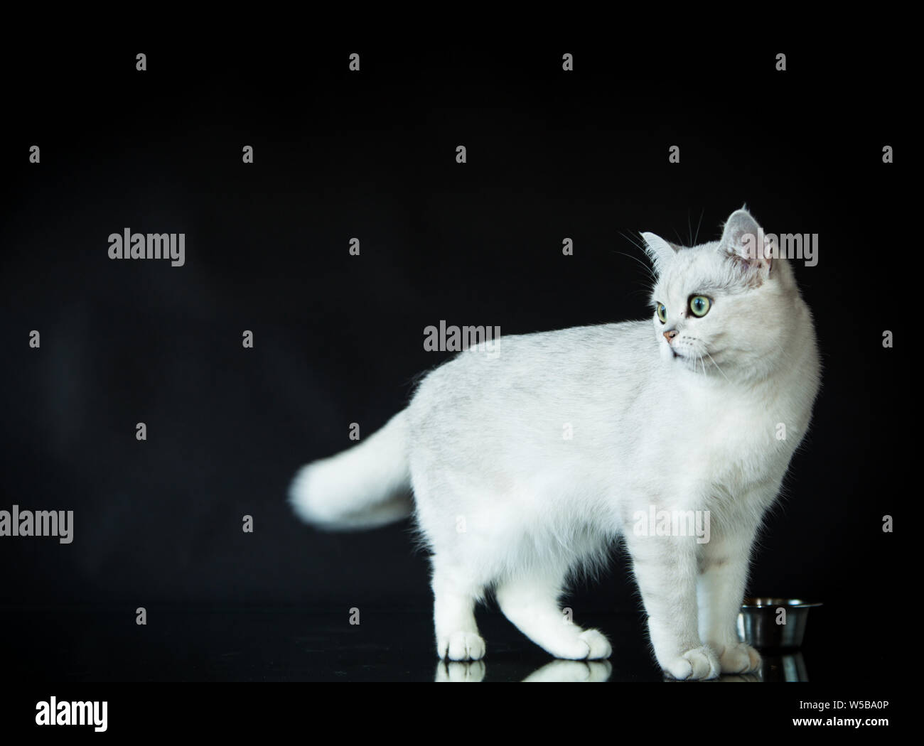 Beautiful young cat, breed Scottish chinchilla straight Stock Photo - Alamy