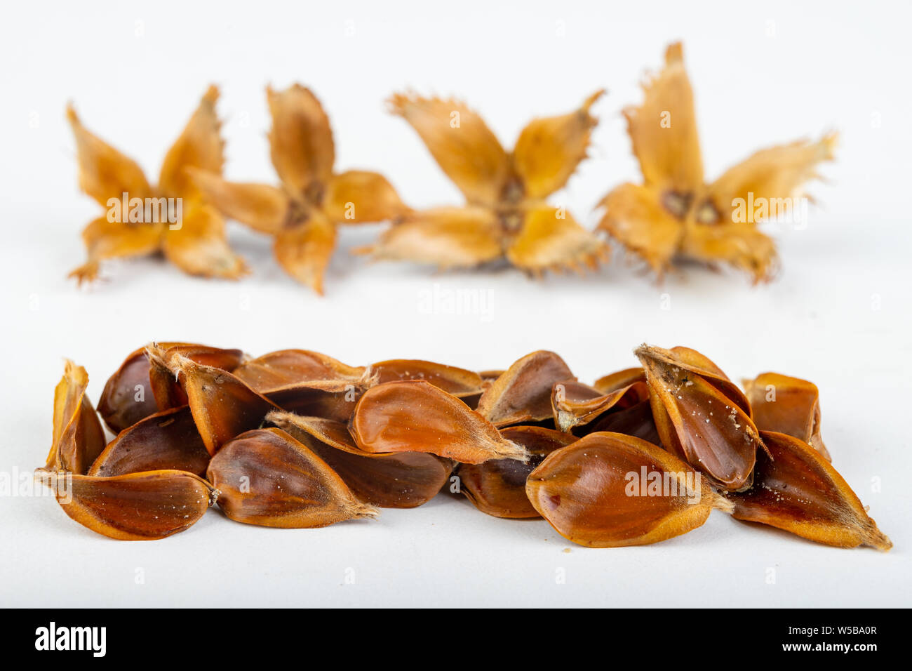 Beech tree fruit on a light table. Seeds of the deciduous tree. Light ...