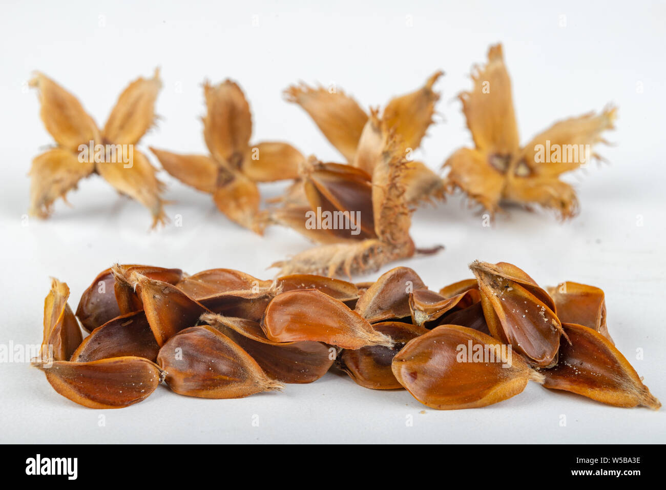 Beech tree fruit on a light table. Seeds of the deciduous tree. Light ...