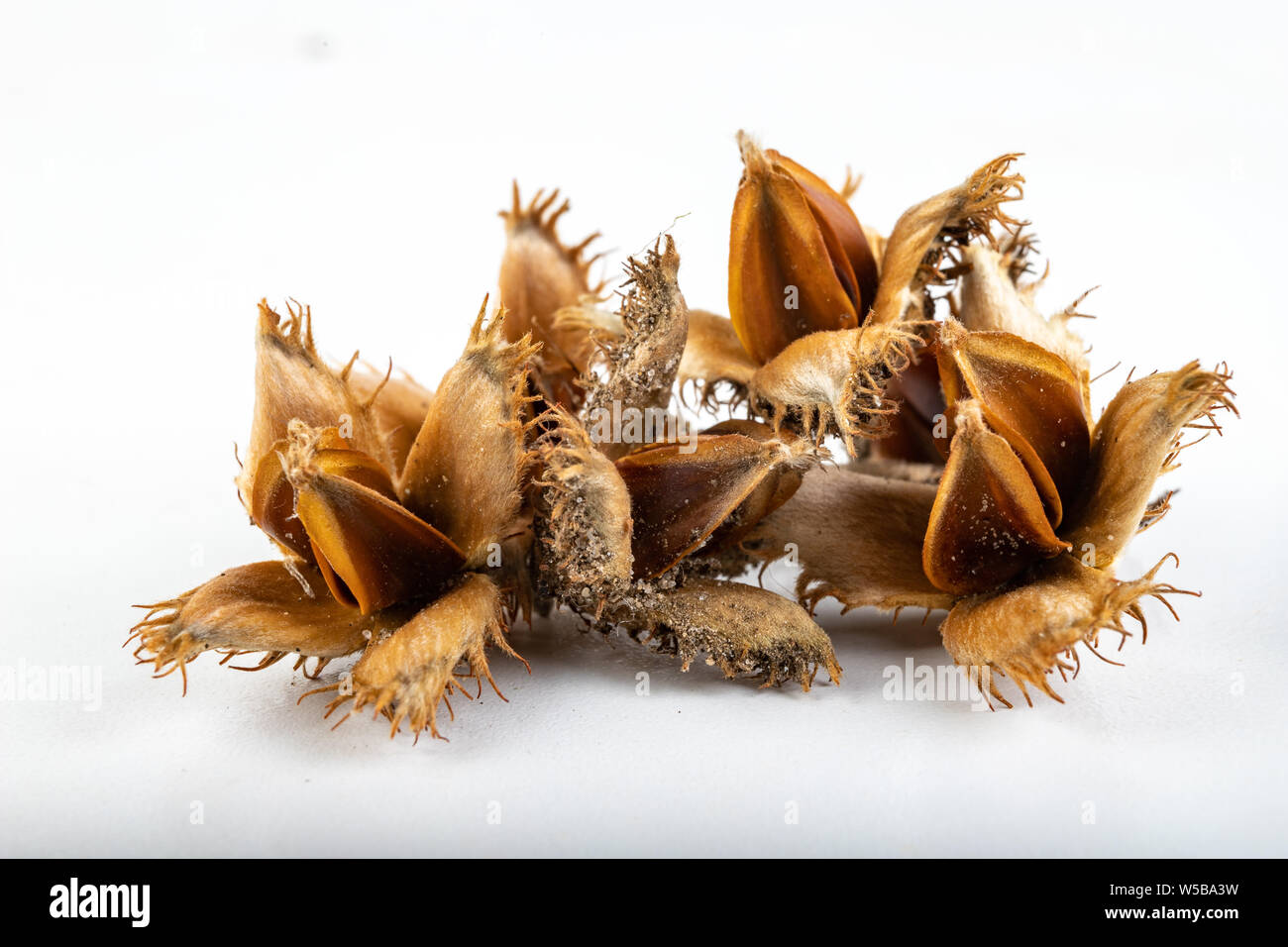 Beech tree fruit on a light table. Seeds of the deciduous tree. Light ...