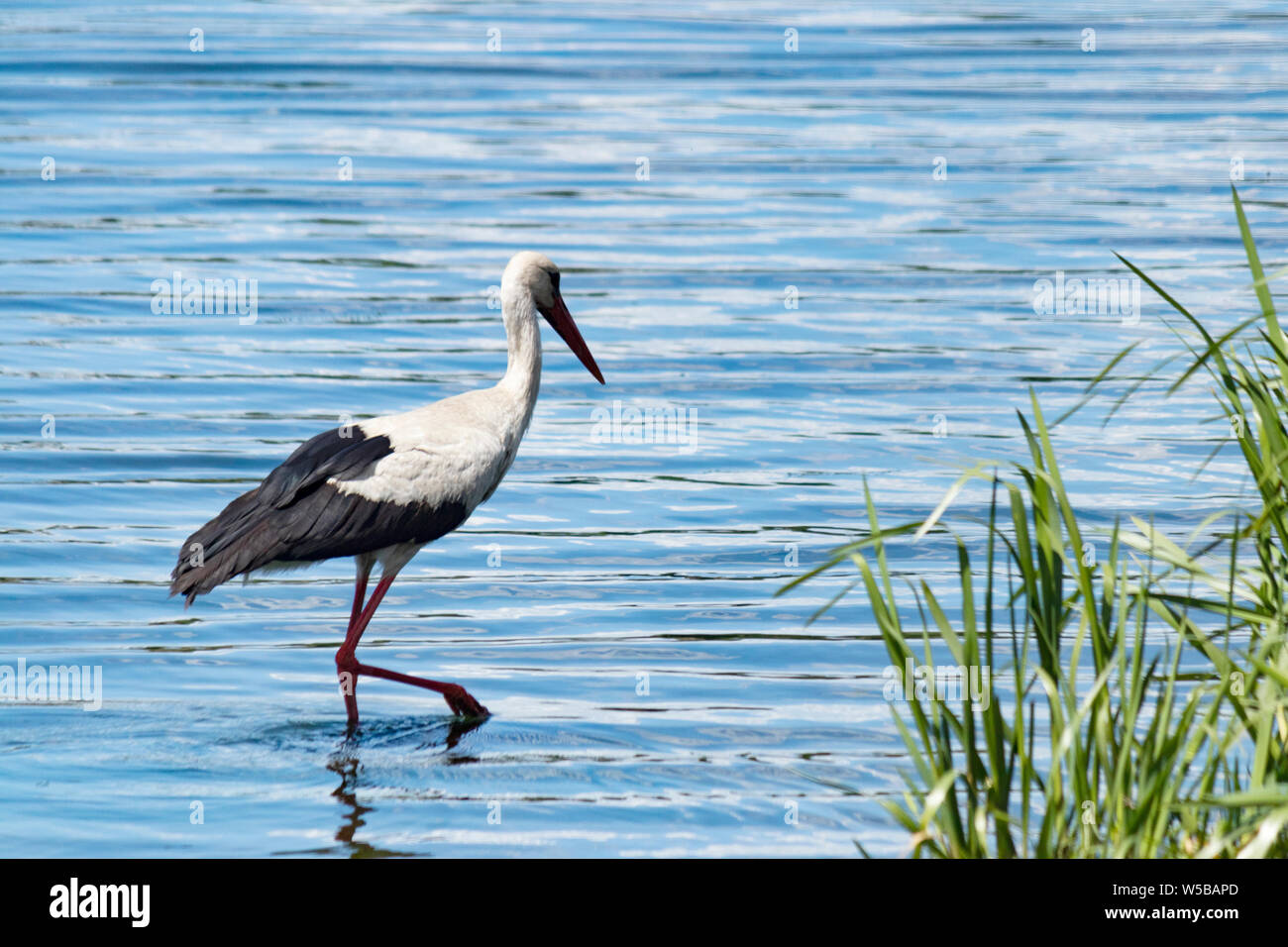 A beautiful white stork with black wings and a long neck and a long red ...