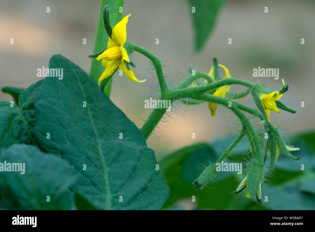 Blossom of tomato plant (Solanum lycopersicum Stock Photo - Alamy