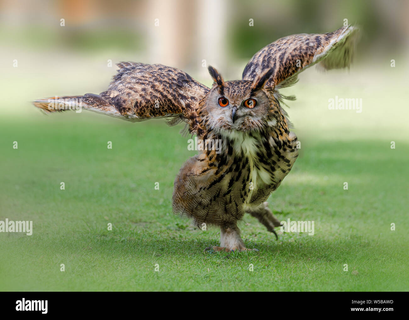 Eurasian Eagle Owl running towards the camera on the grass looking like ...
