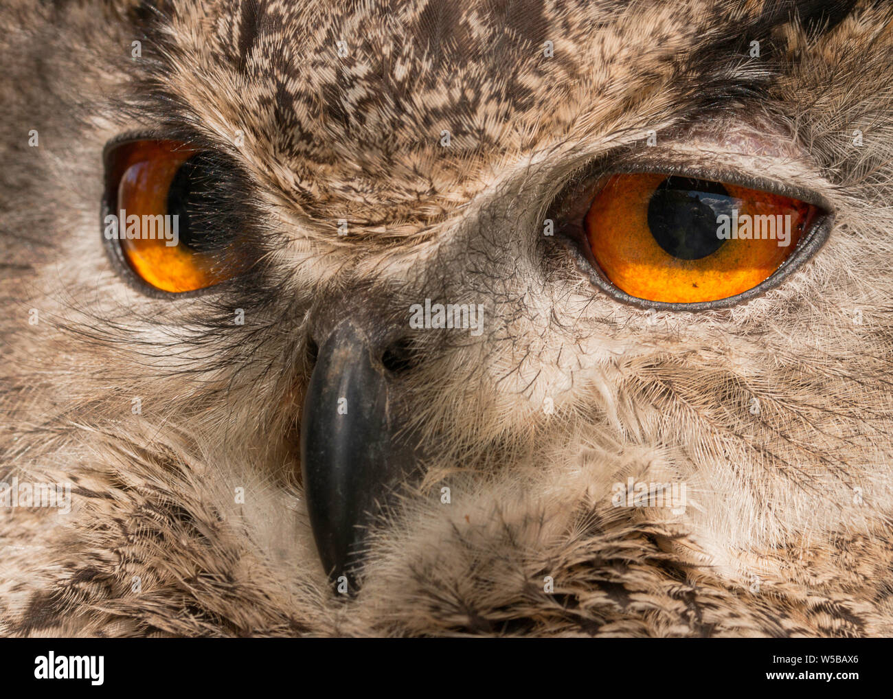 Sharp eyes of eagle hi-res stock photography and images - Alamy