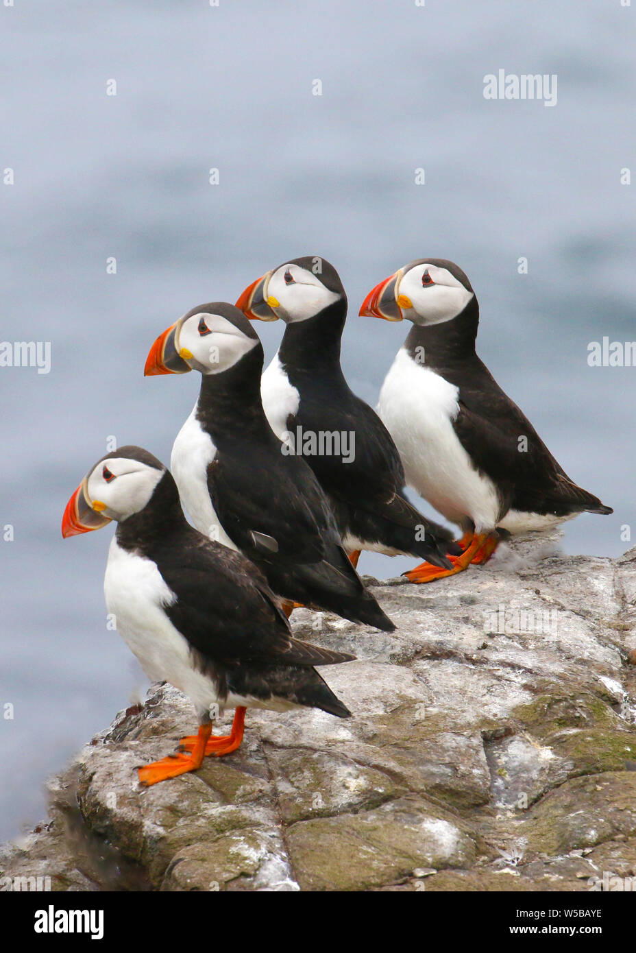 Row of puffins hi-res stock photography and images - Alamy