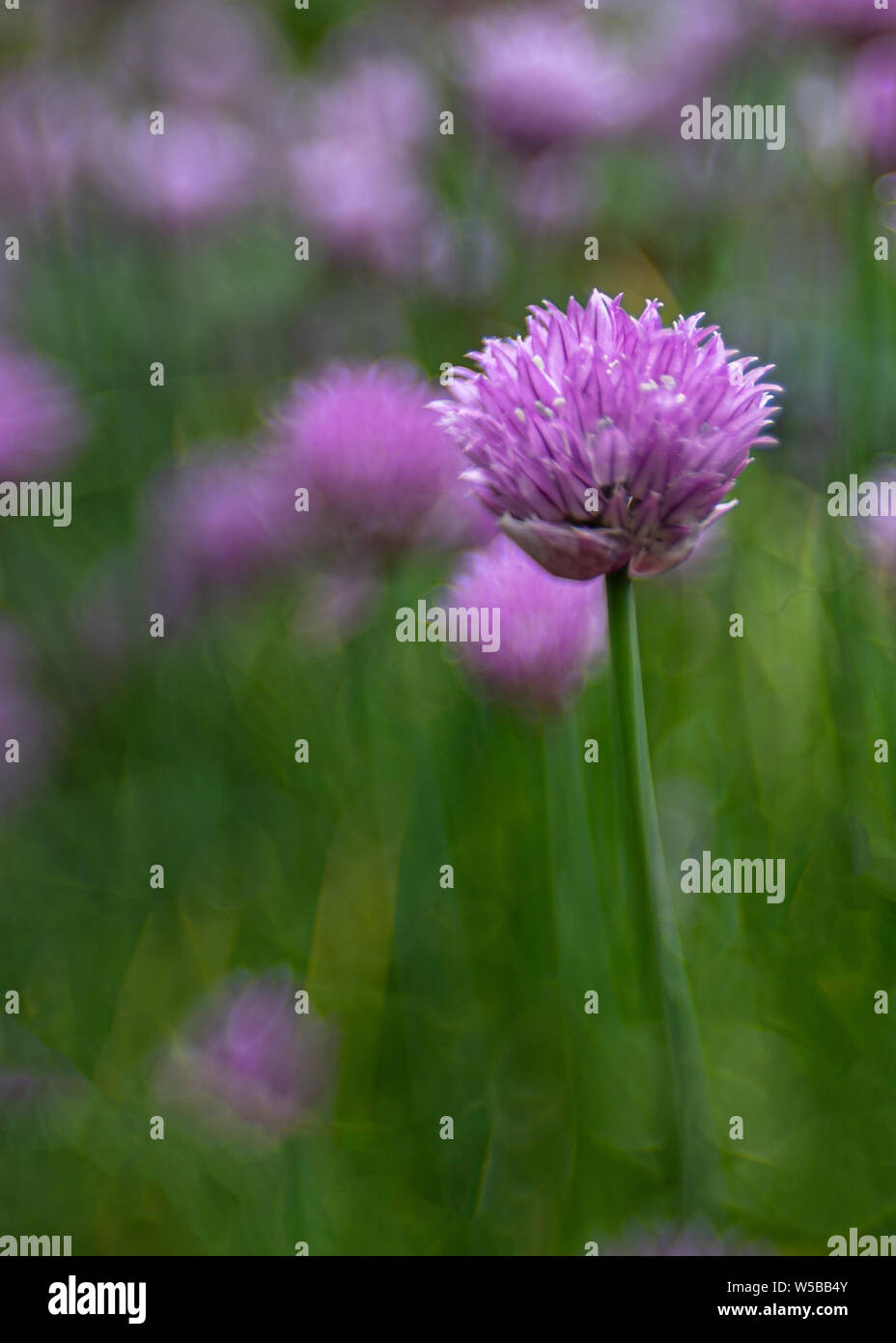 Single pink Chive flower in focus against a mass of chive flowers out ...