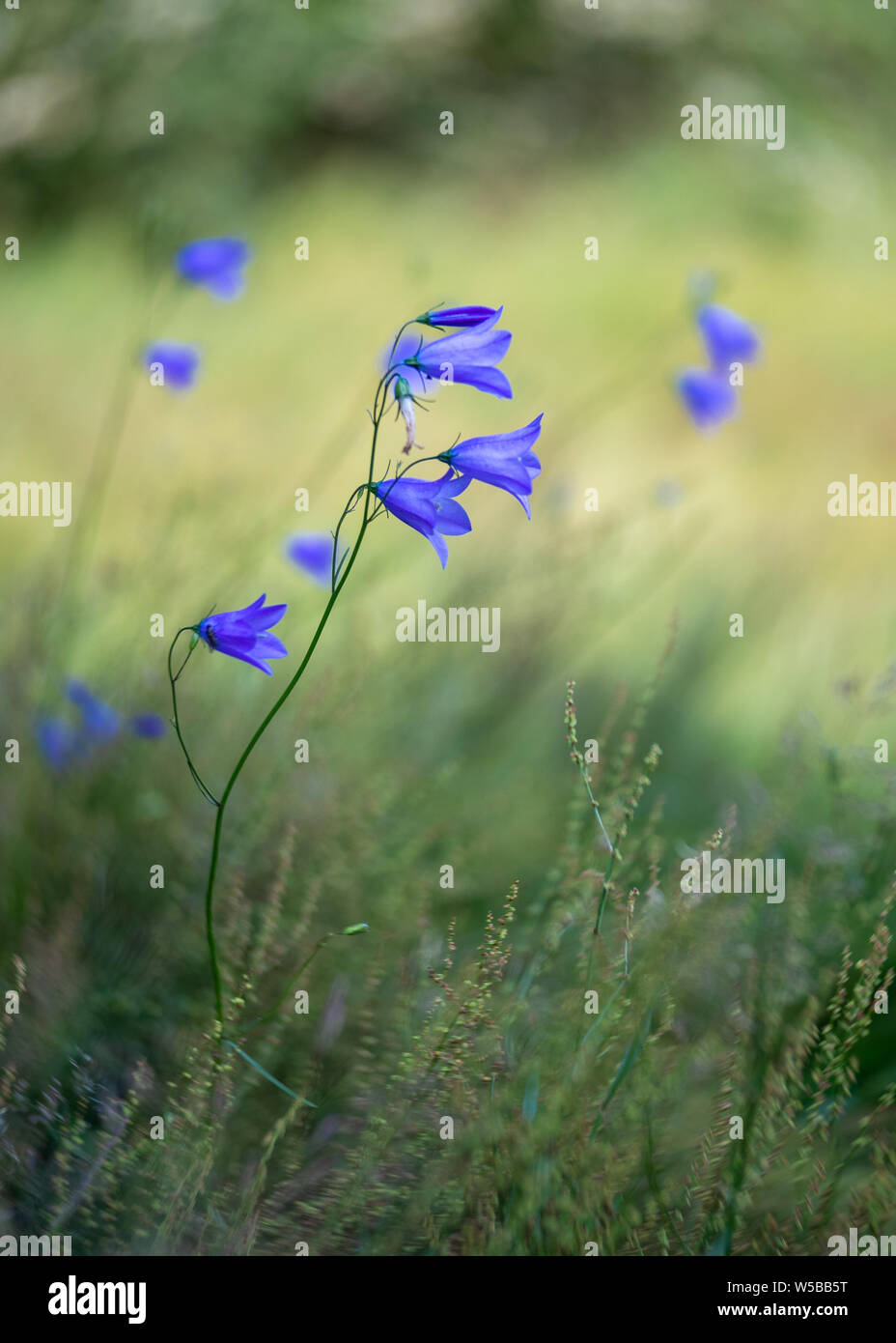 English wilderness hi-res stock photography and images - Alamy