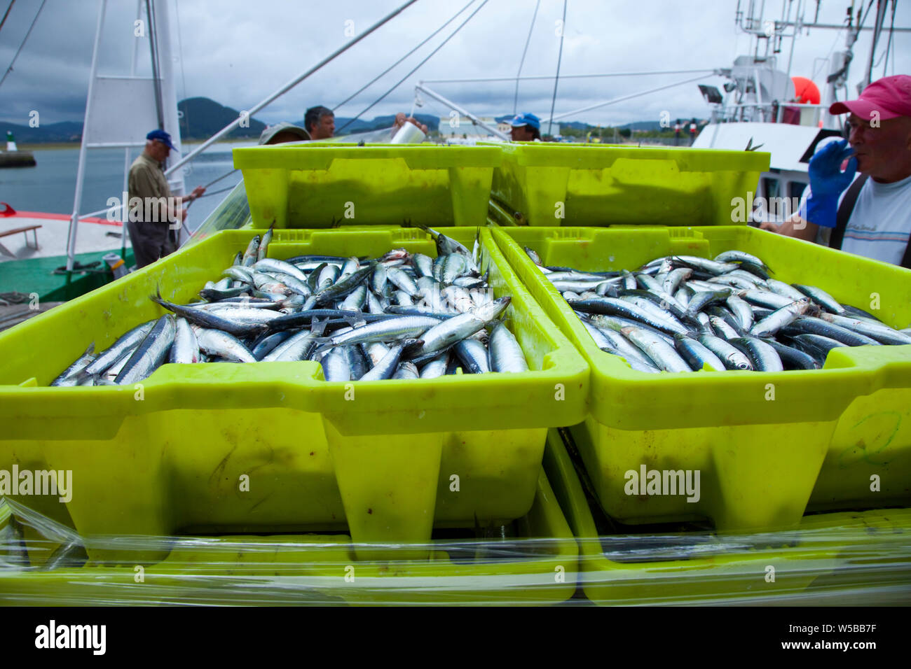 Bocarte , Anchoa o Boquerón, ffPuerto de Santoña, Mar Cantábrico ...