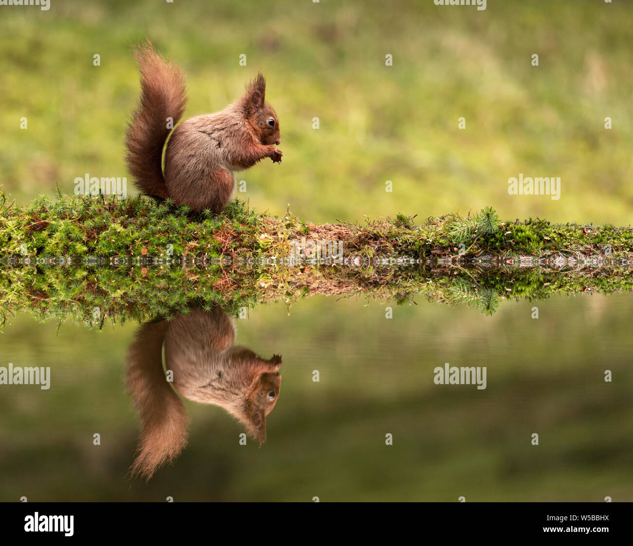 Tufty red squirrel ears hi-res stock photography and images - Alamy
