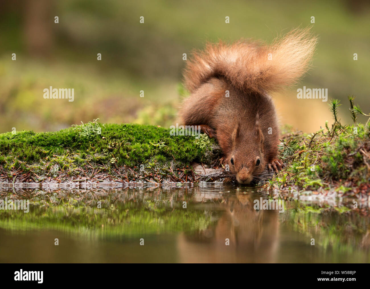 Red squirrel drinking from a moss edged pool with his tail over his ...