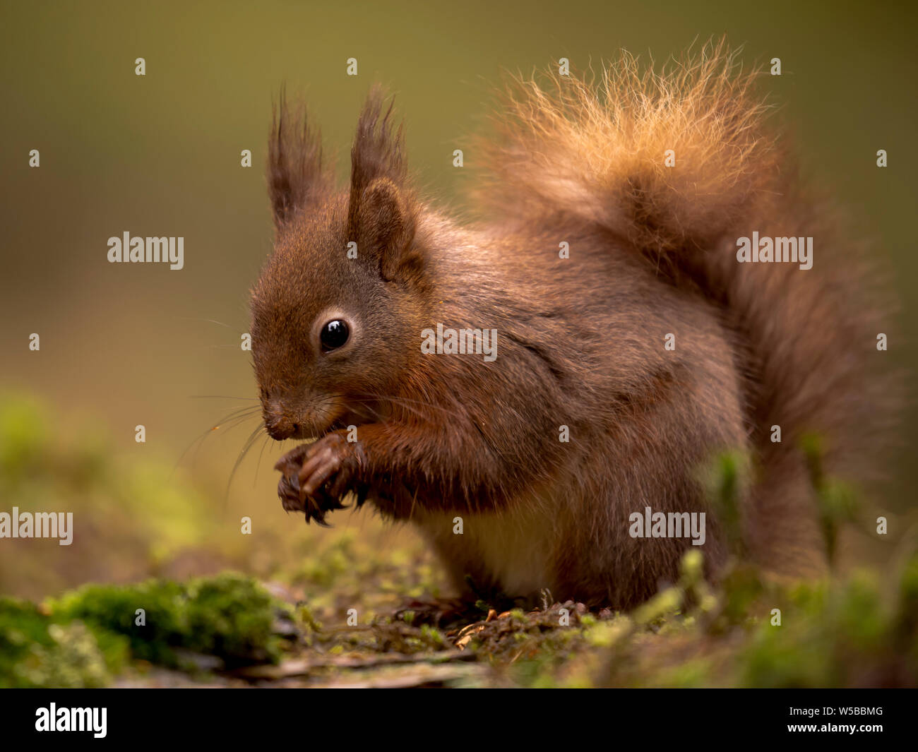 Red squirrel eating a nut. Close up portrait of this beautiful animal ...