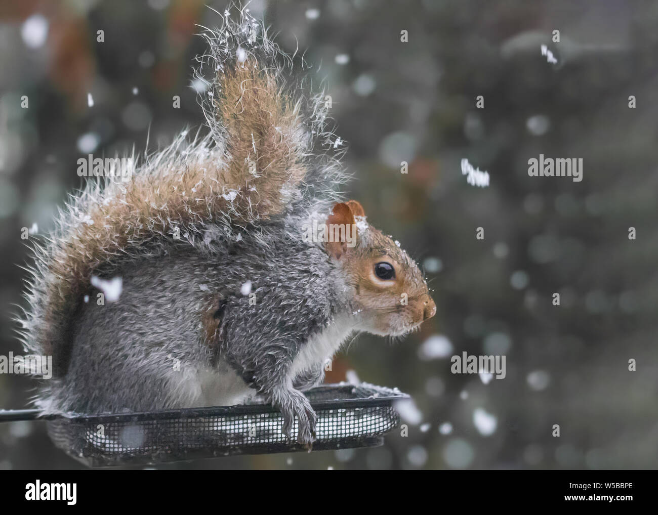 Grey Squirrel Damage Stock Photos & Grey Squirrel Damage Stock Images ...