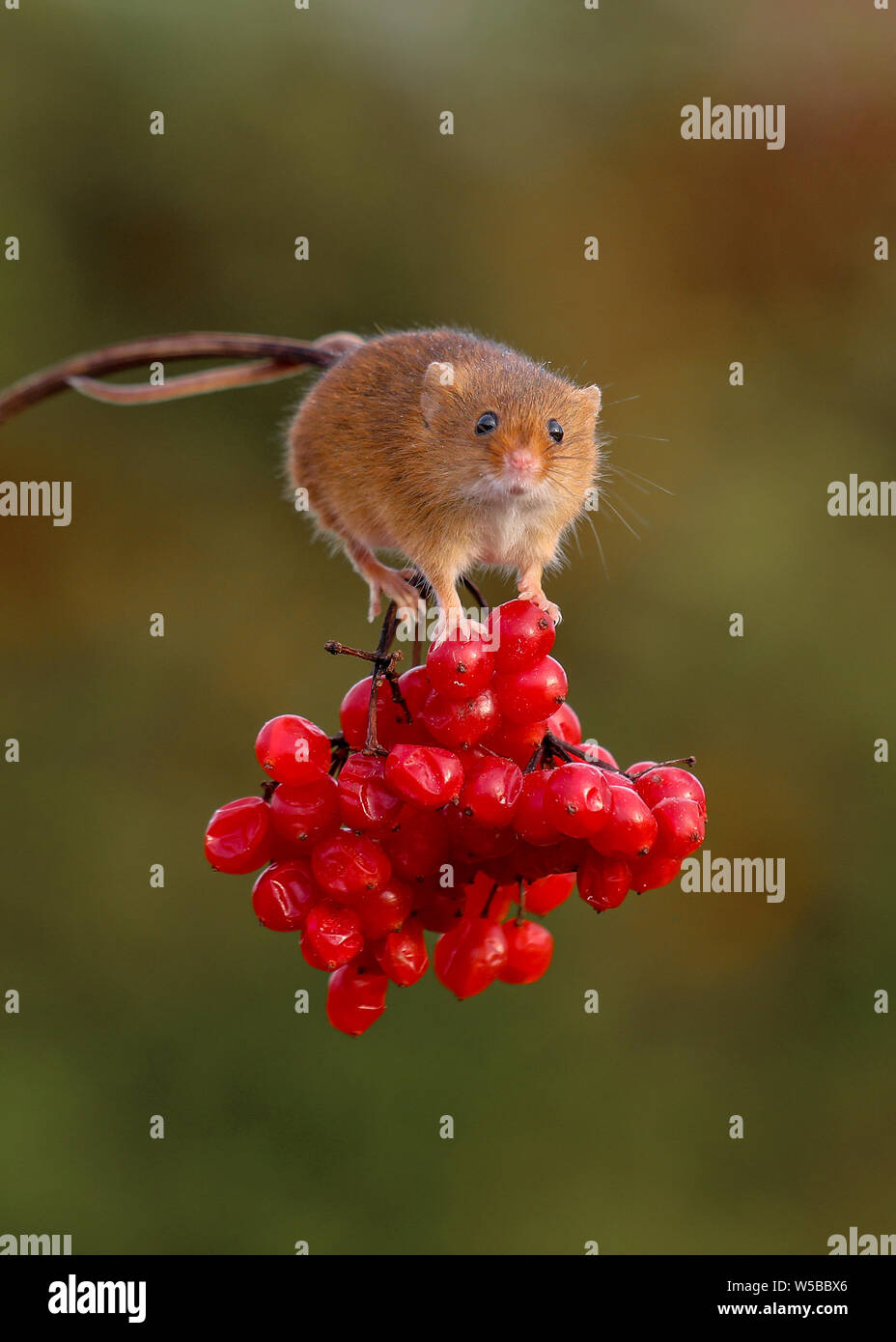 Curl tails around stem hi-res stock photography and images - Alamy