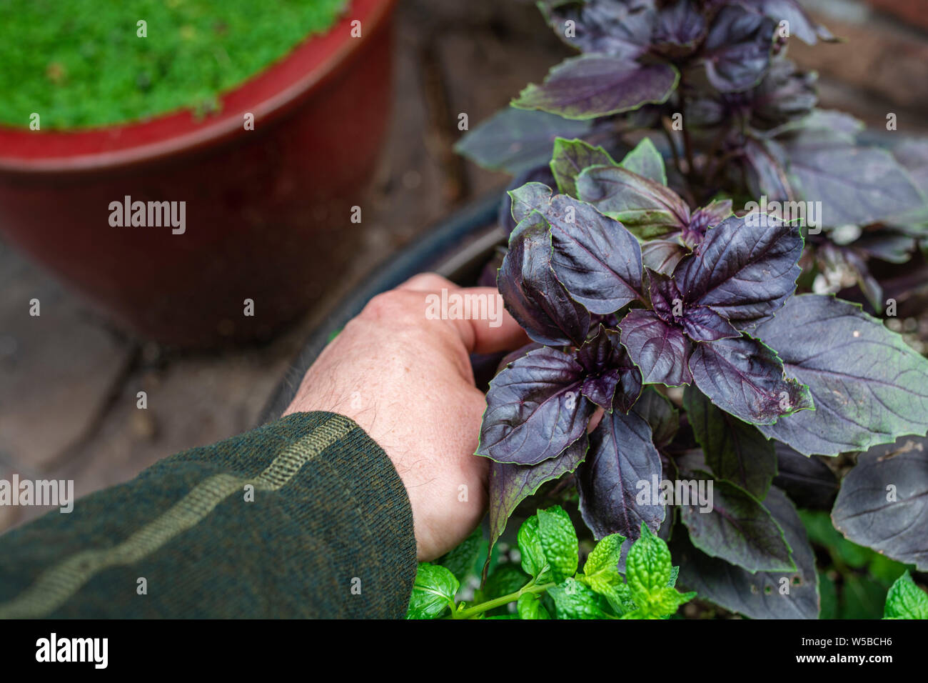 Purple basil pot hi-res stock photography and images - Alamy
