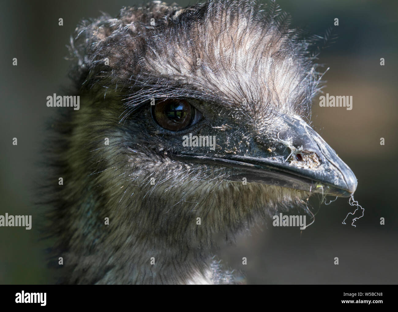 Emu feathers up close hi-res stock photography and images - Alamy
