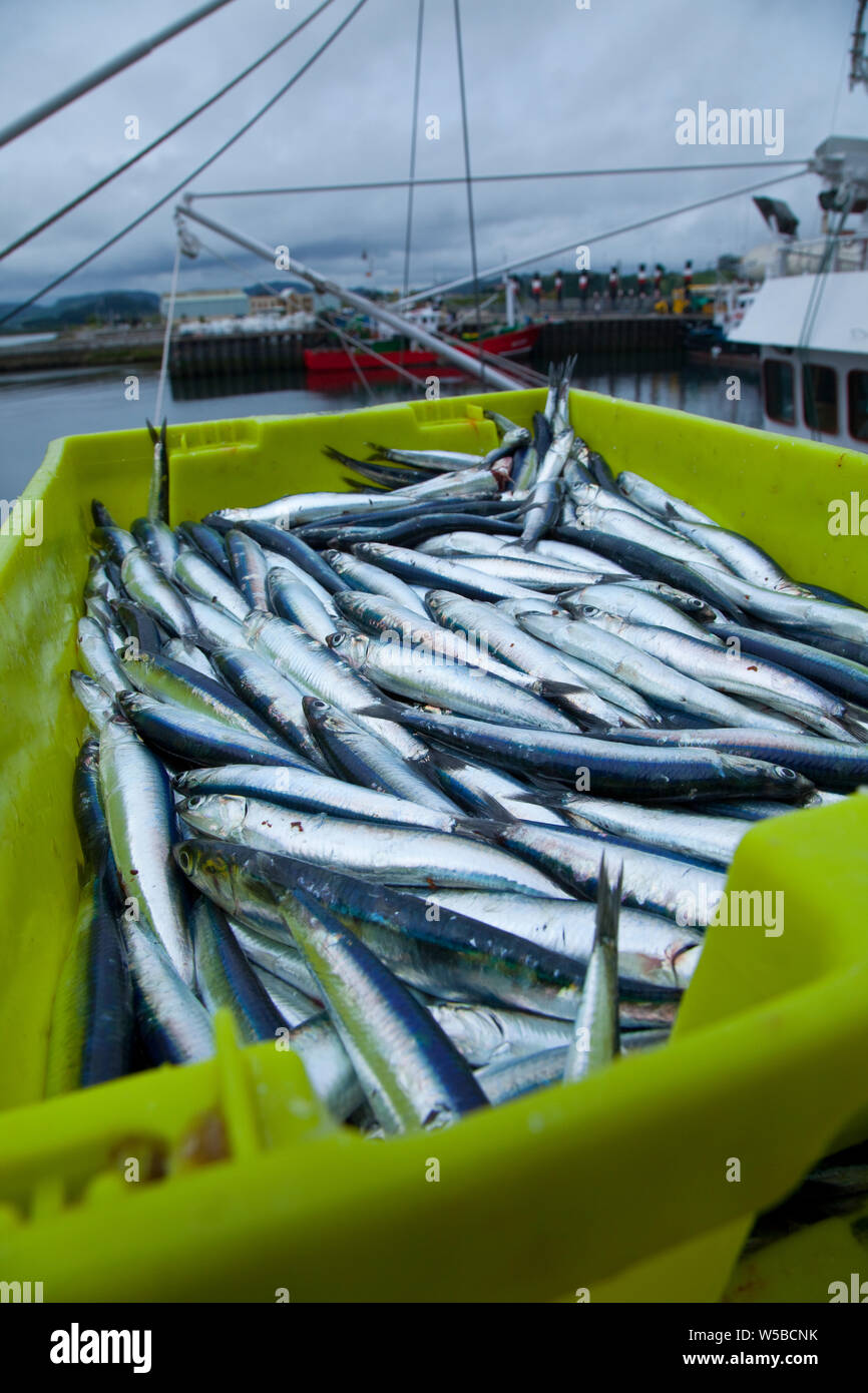 Bocarte hi-res stock photography and images - Alamy