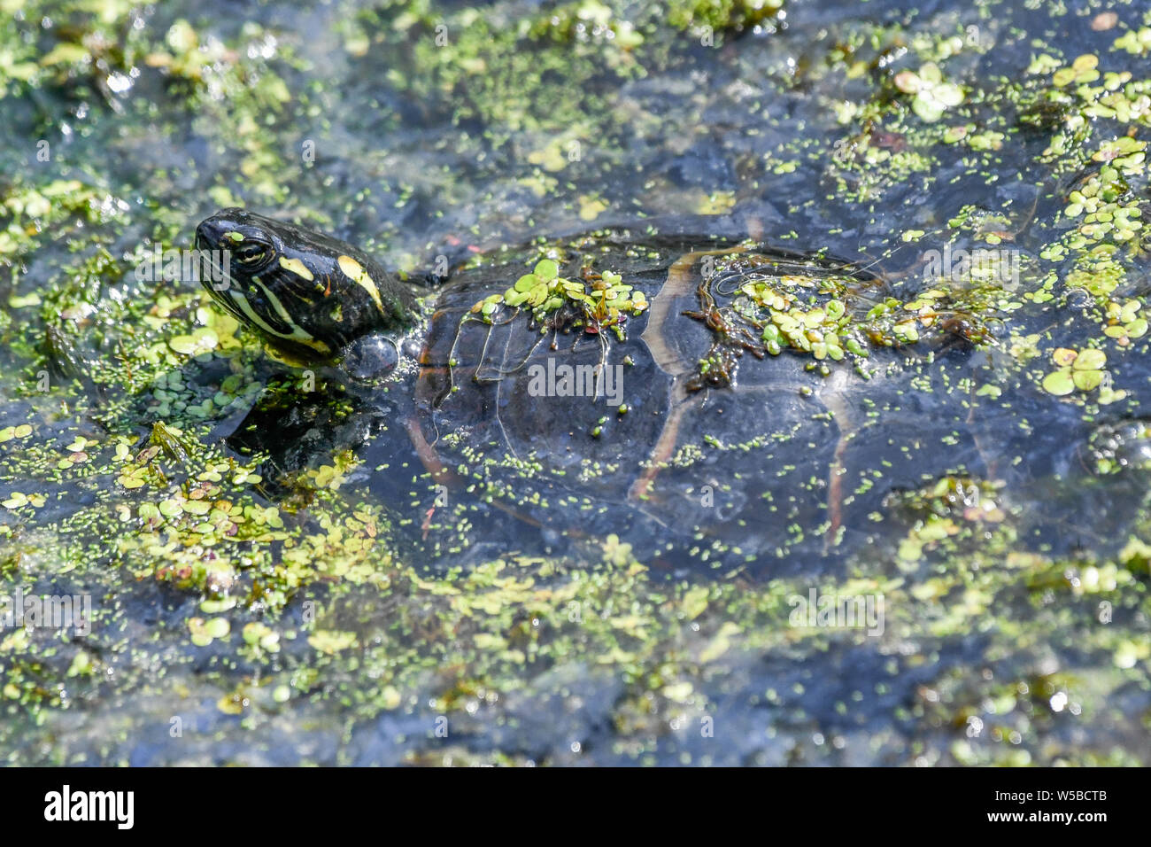 Eastern Painted Turtle in marsh at John Heinz wildlife reserve ...