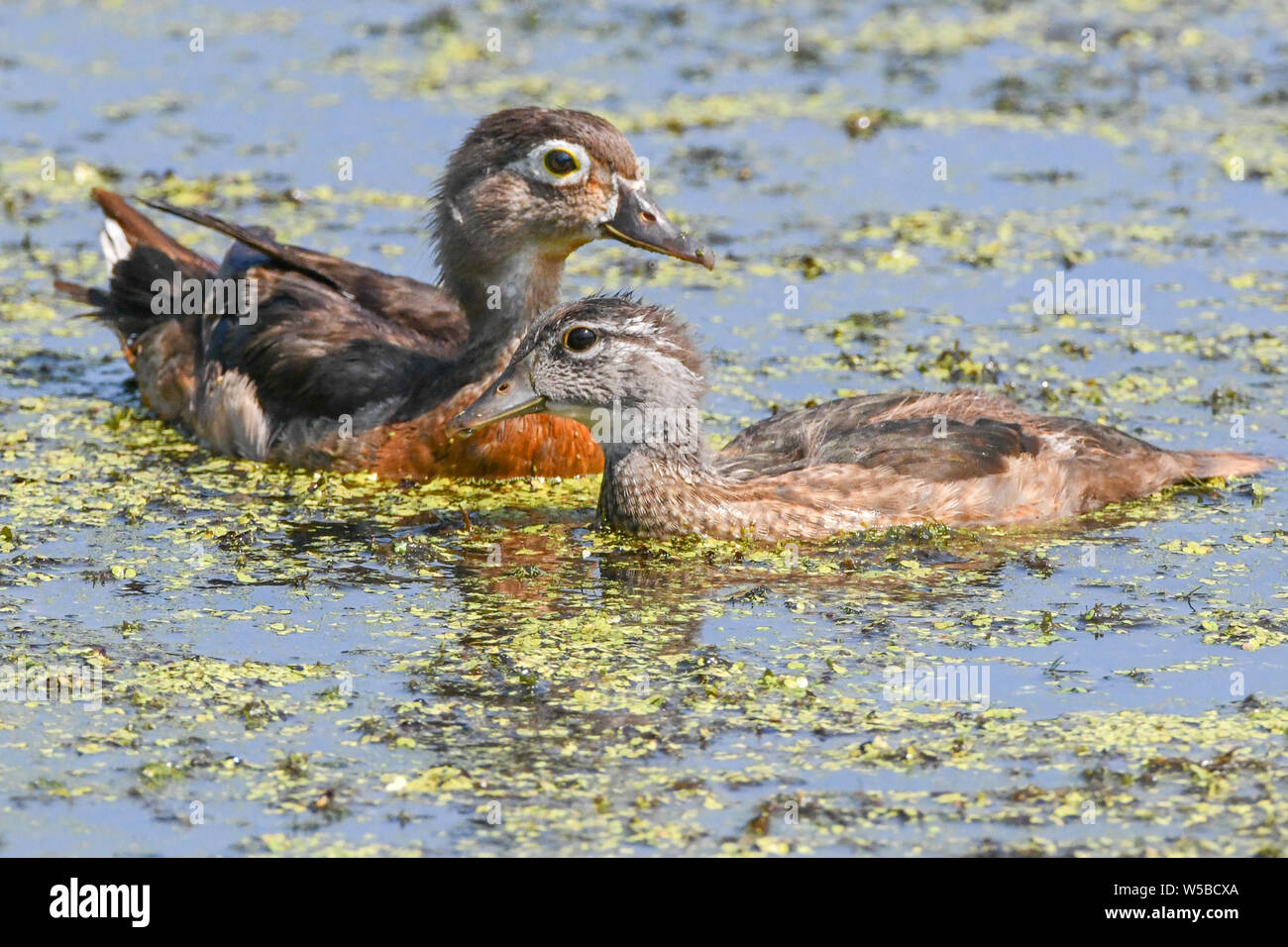 Ducklings swimming in water hi-res stock photography and images - Alamy