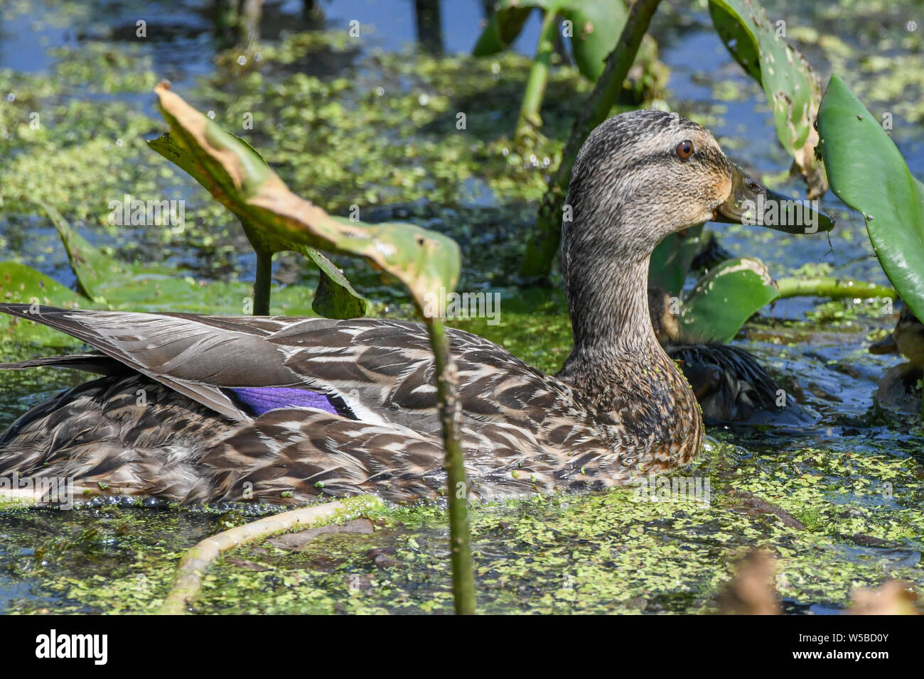 Mallard duck hen hi-res stock photography and images - Alamy