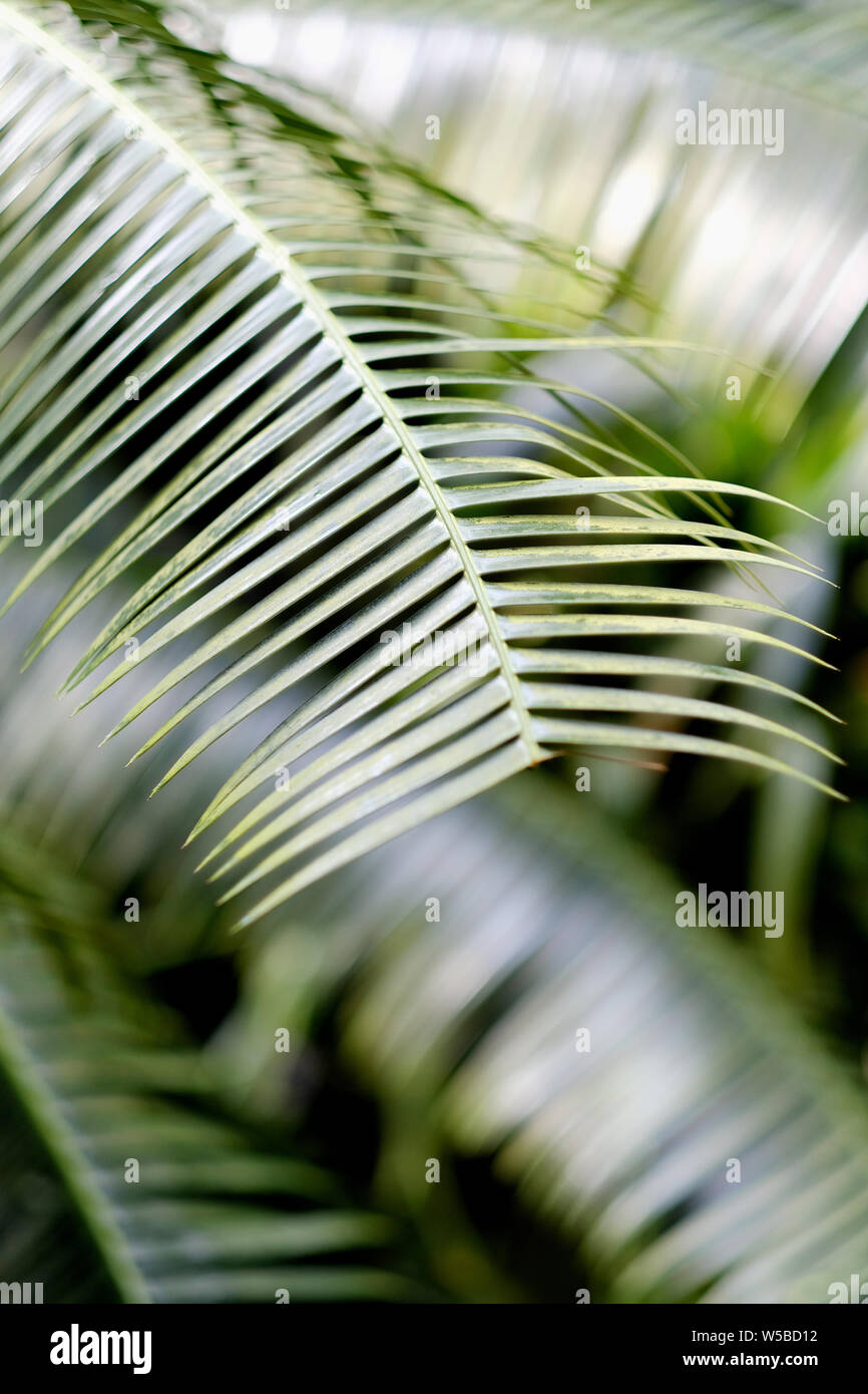 Long sharp leaves of ornamental palm trees in the botanical garden ...