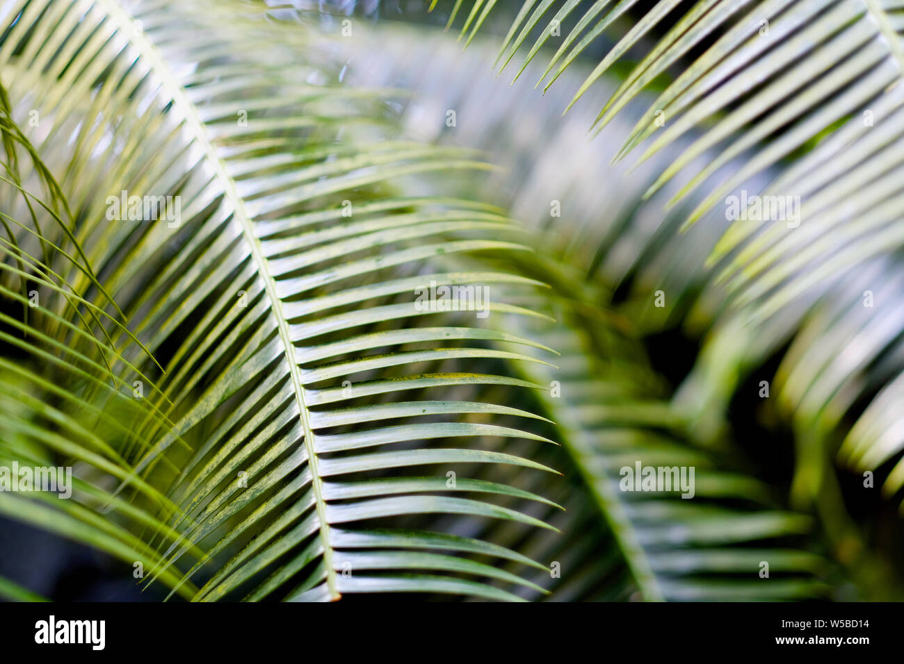 Tropical Green Leaves Yellow Spots High Resolution Stock Photography ...