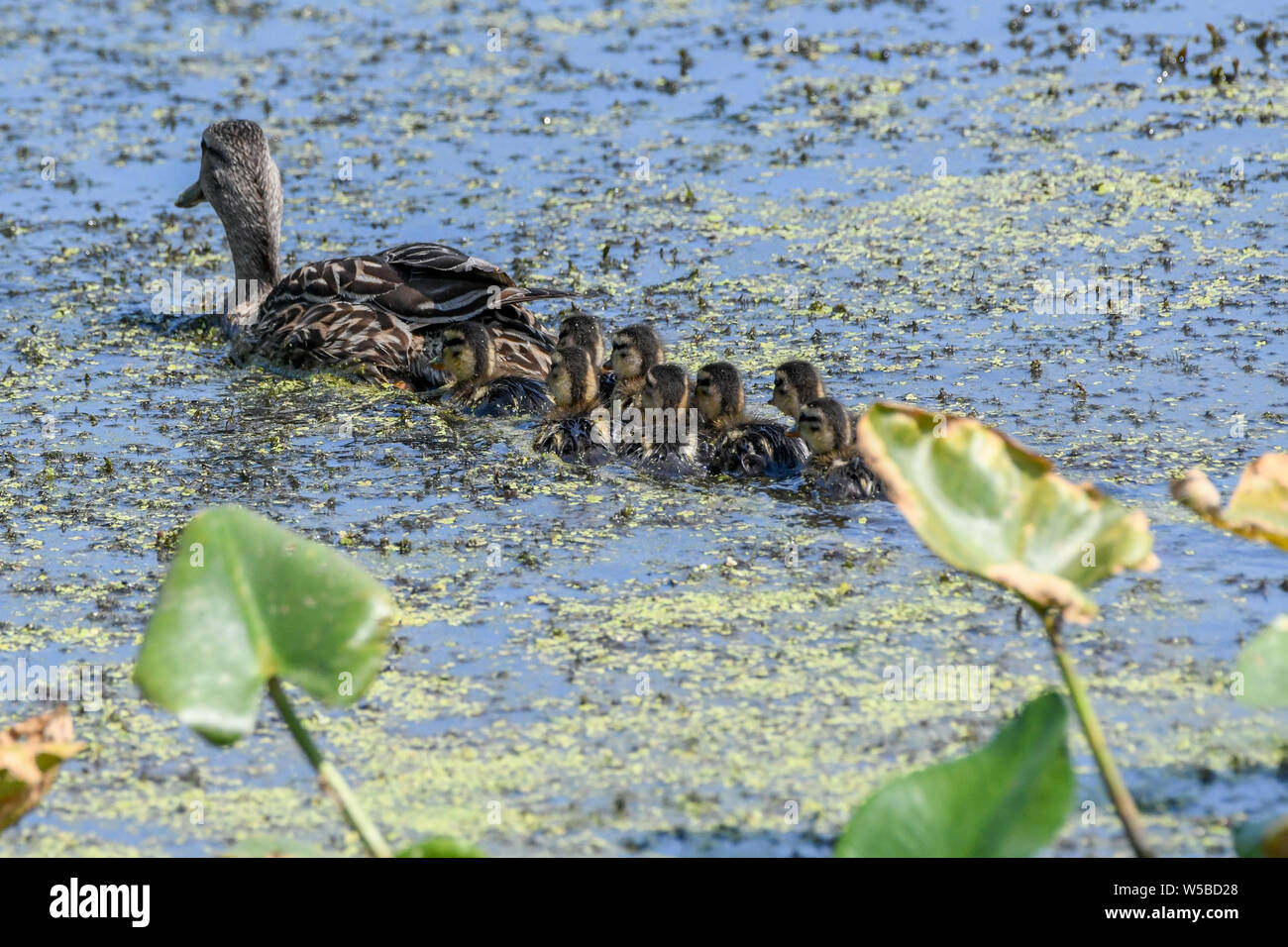 Baby ducks hi-res stock photography and images - Alamy