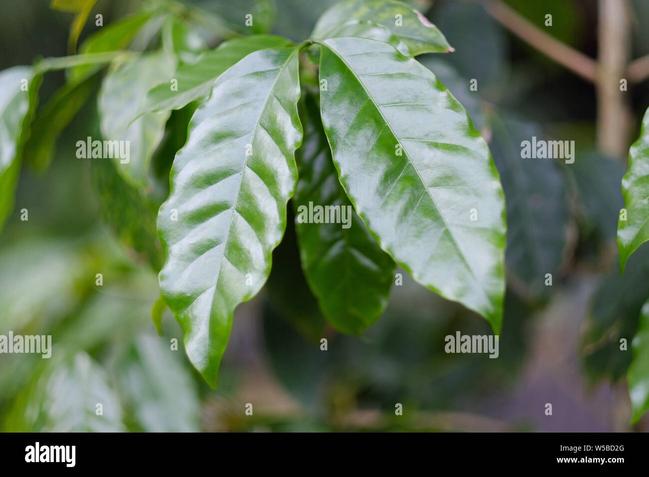 Bright green leaves of tropical coffee tree in a botanical garden Stock ...
