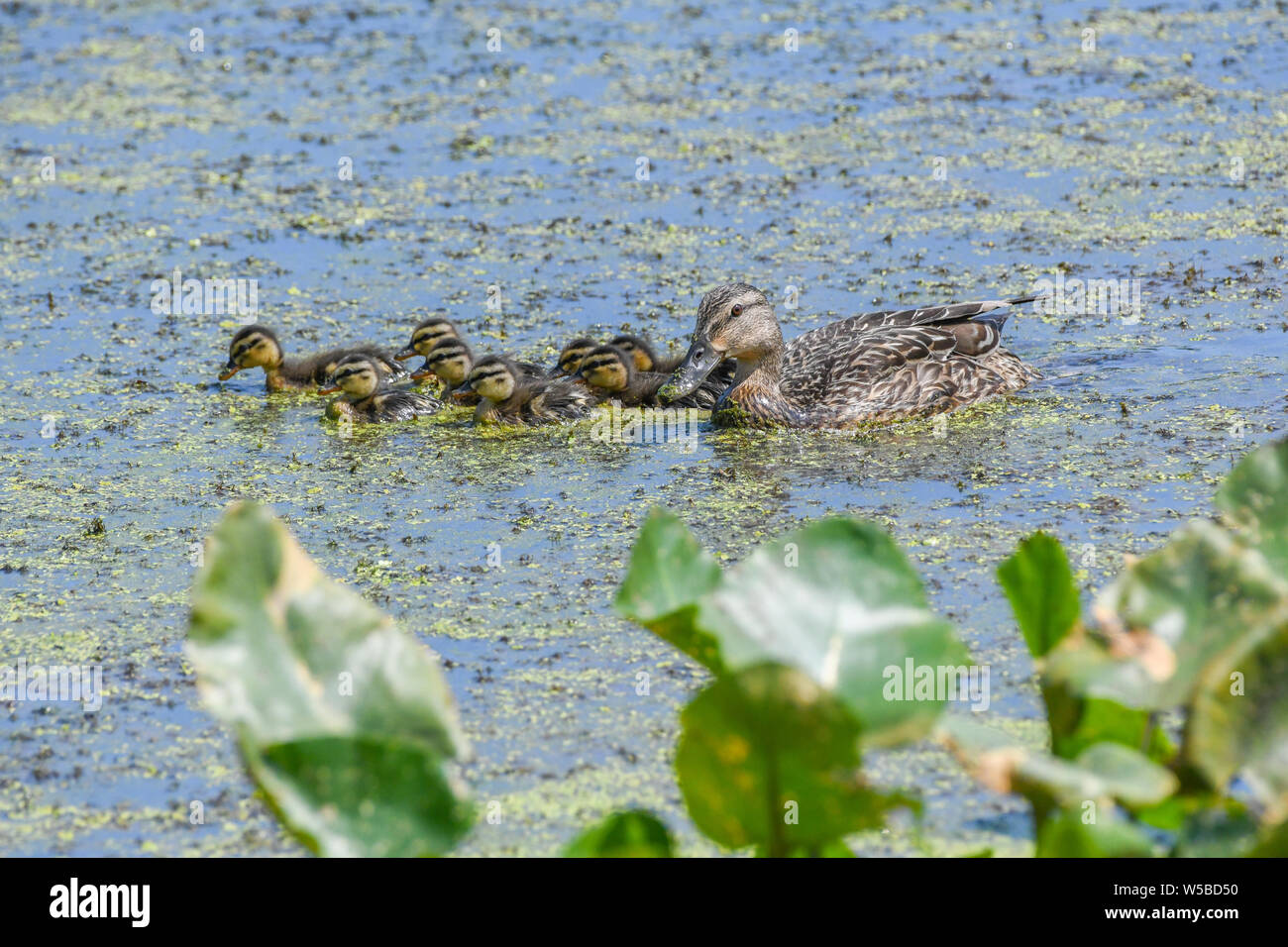 Mallard duck hen hi-res stock photography and images - Alamy