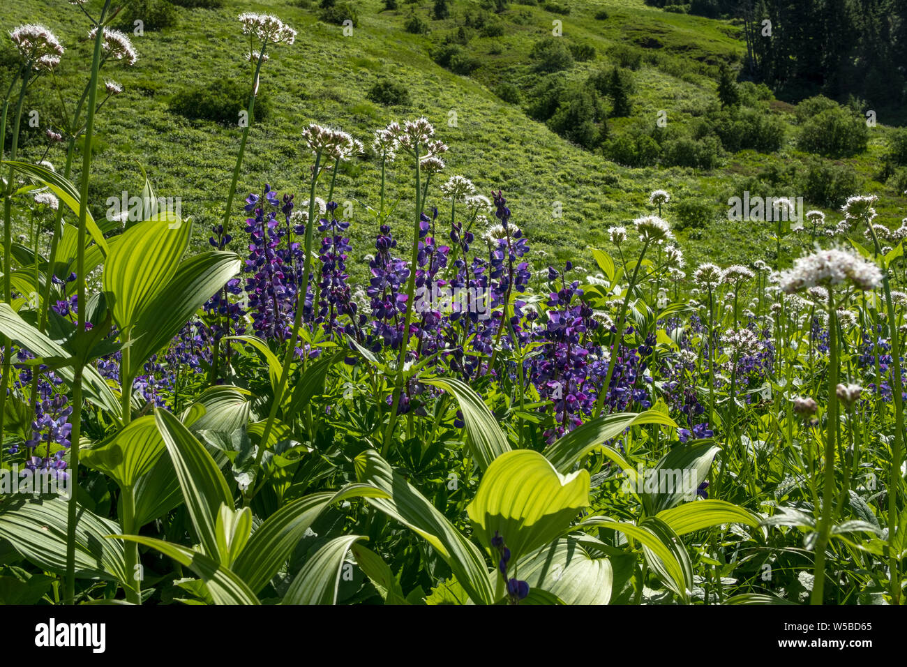 Northwest wildflowers hi-res stock photography and images - Alamy