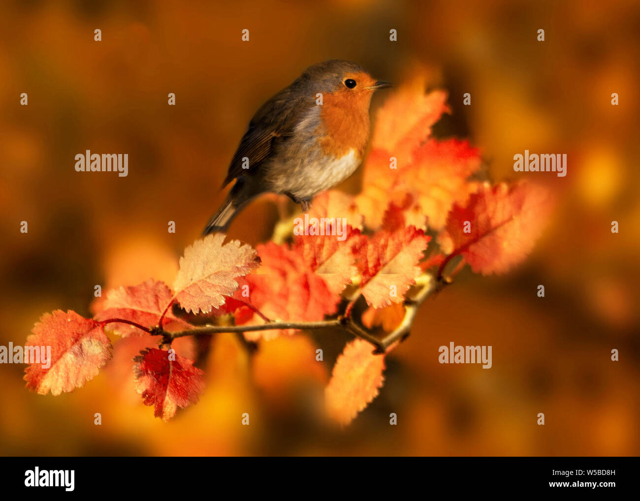 Editing background hi-res stock photography and images - Alamy