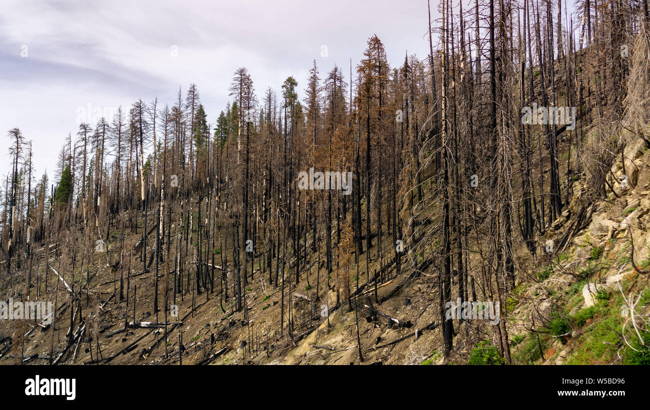 Consequences of fire in national park hi-res stock photography and ...