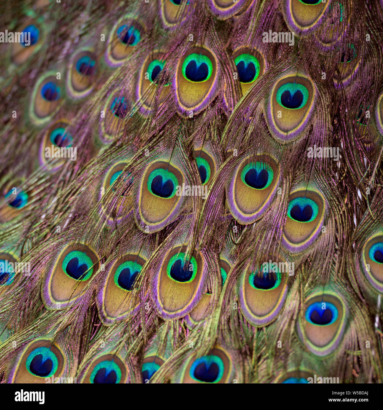 Close up edge to edge photo of a peacock feathers, that creates bright ...