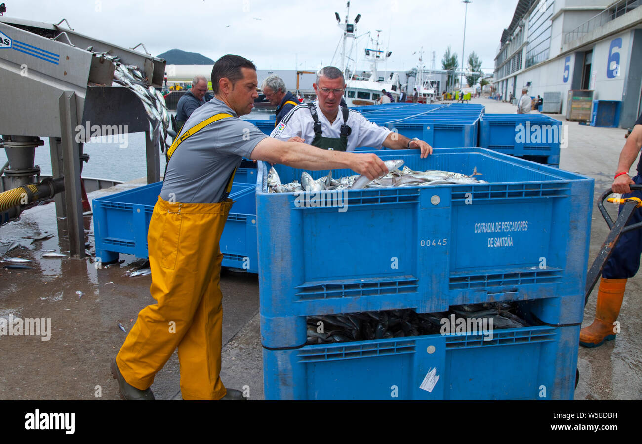 Descargando el Chicharro, Puerto de Santoña, Mar Cantábrico, Cantabria ...