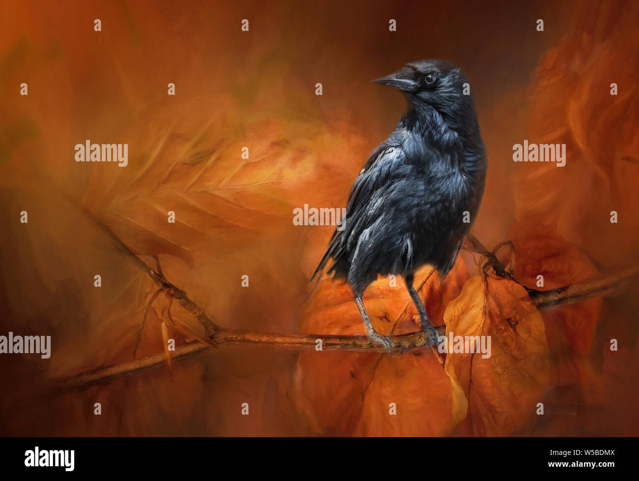 Crow sitting on a branch hi-res stock photography and images - Alamy