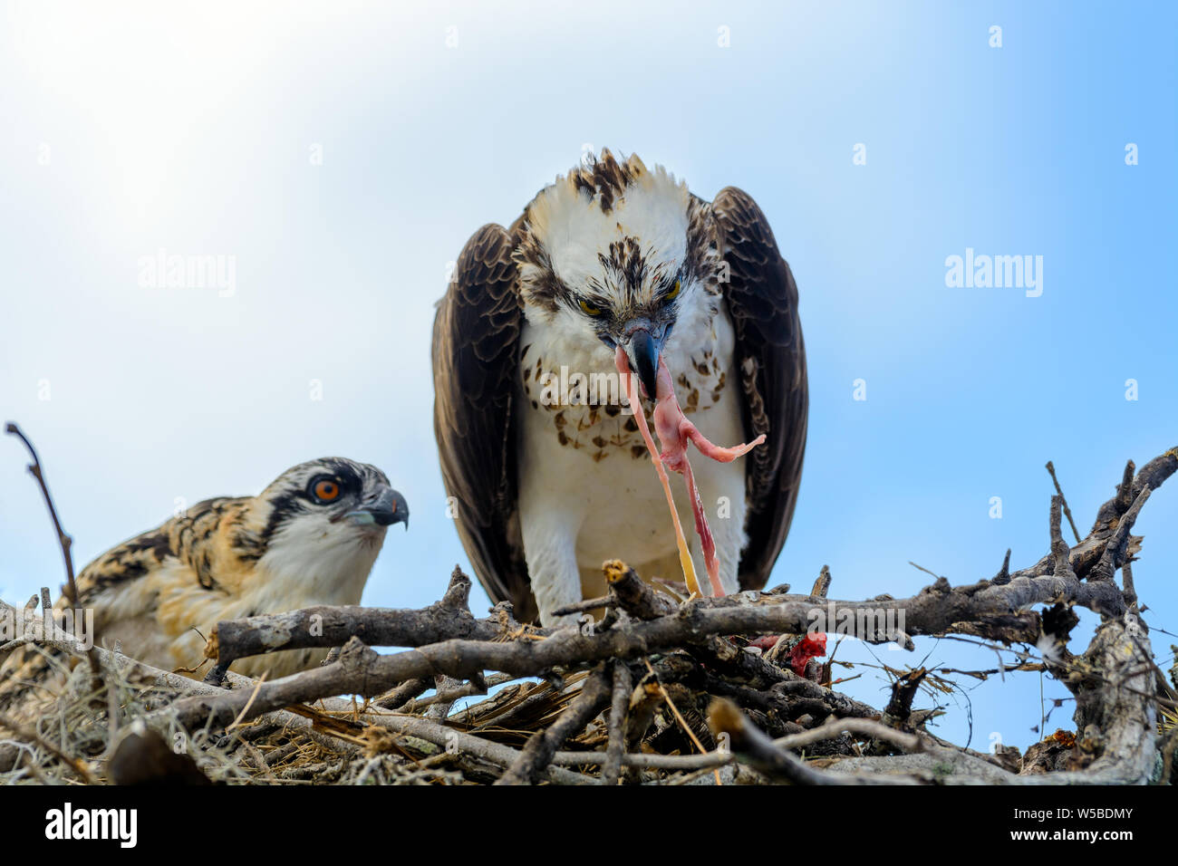 A good parent and caring mom osprey (Pandion haliaetus), also known as ...