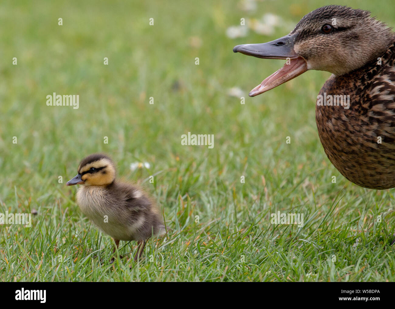 Mother duck shouting at her duckling as it walks away from her Stock ...