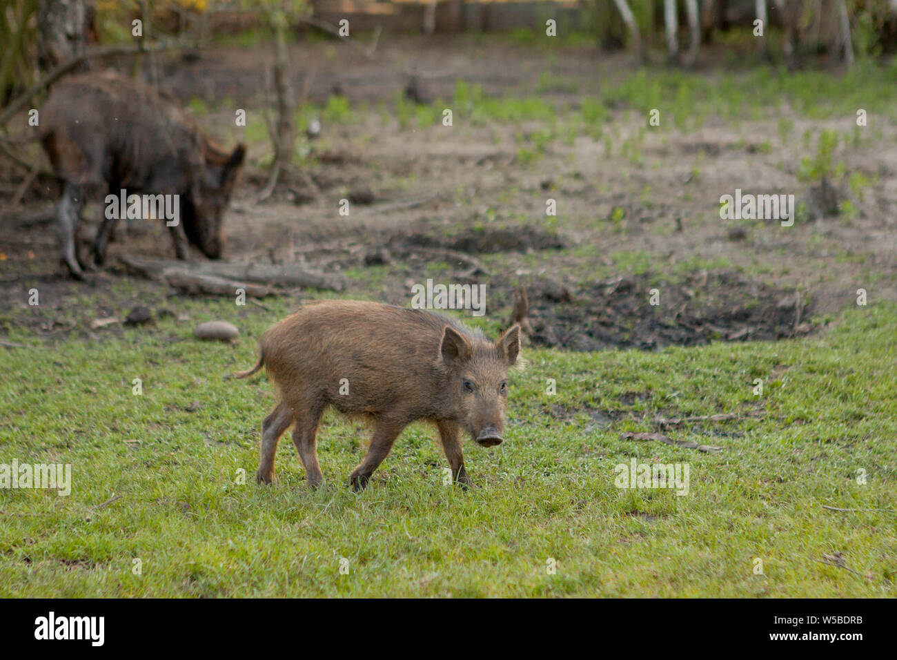 Family Group of Wart Hogs Grazing Eating Grass Food Together Stock ...