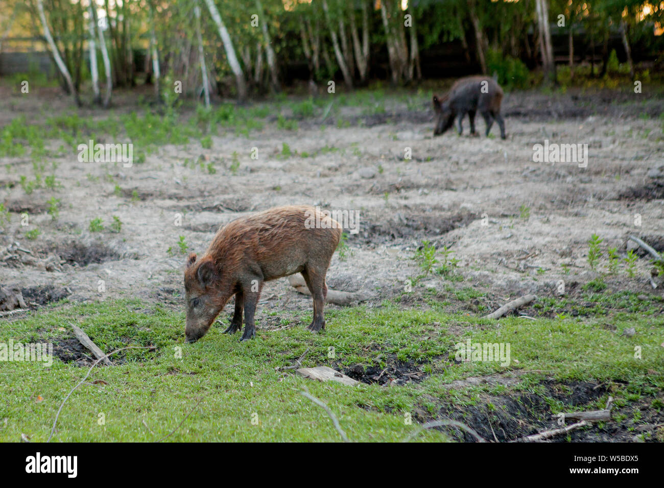 Family Group of Wart Hogs Grazing Eating Grass Food Together Stock ...