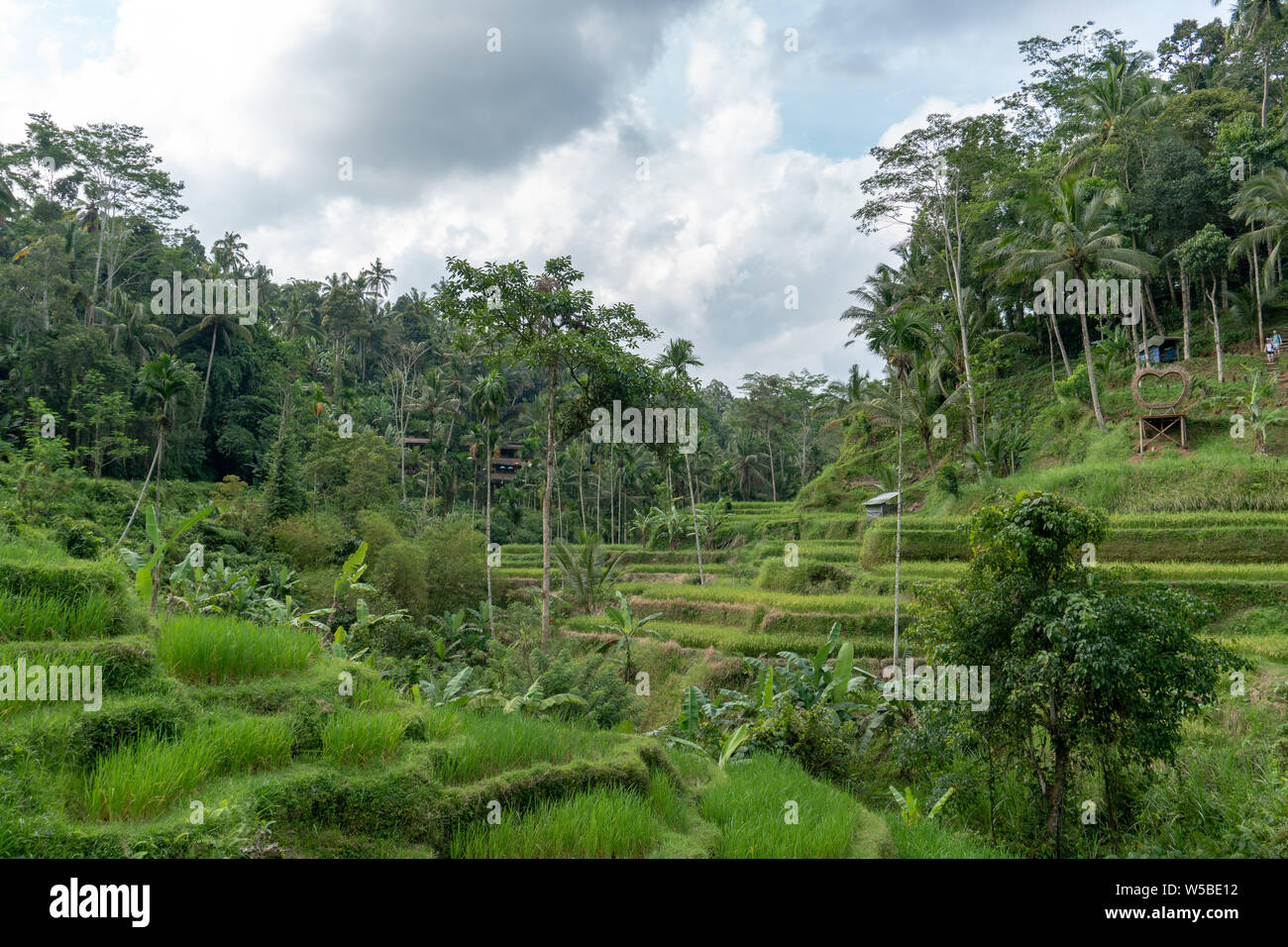 Rice fields, Bali Stock Photo - Alamy